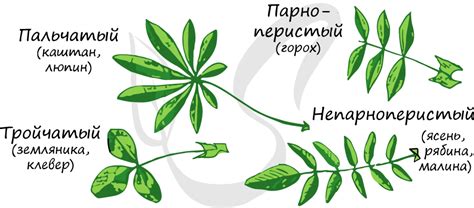 Простые И Сложные Листья Фото — Скачать фото