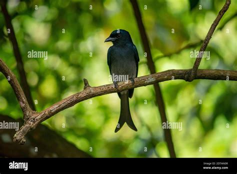 Common Black Drongo Bird Perched Under The Shade Of A Tree Looking