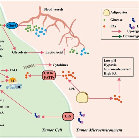 Metabolic Reprogramming In The Tumor Microenvironment In The Tumor