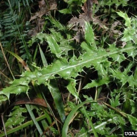 Canada Thistle Solvepest