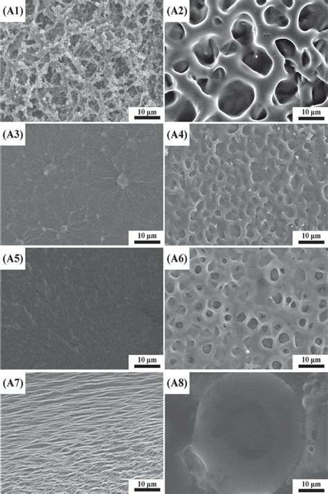 A1 A8 The Sem Pictures Showing The Microstructure Of Polymer Networks Download Scientific