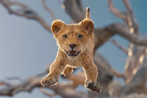 Mufasa The Lion King Wallpapers Wallpaper Cave
