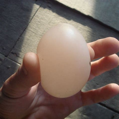 Chickens Laying Soft Eggs 6 Reasons Why And What To Do