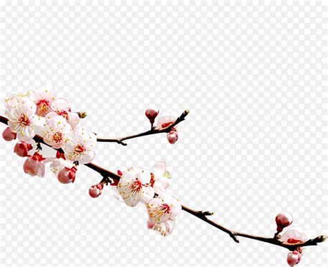 梅花梅花图 梅花枝头 复古梅花PNG图片素材下载 图片编号yvrrkvvx 免抠素材网