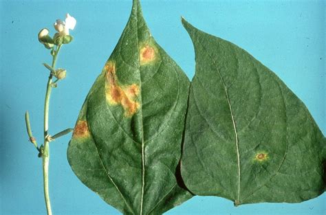 Common Blight Of Bean Vegetable Pathology Long Island Horticultural