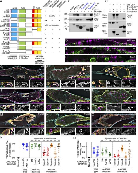 Mapping Functional Domains Of Ankrd24 A Truncation And Deletion