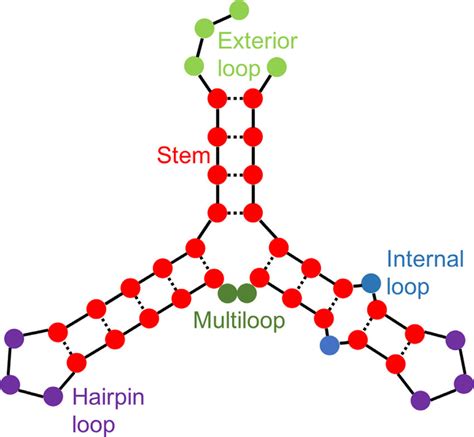 Visual Representation Of An RNA Structure The Five Structural Contexts Download Scientific