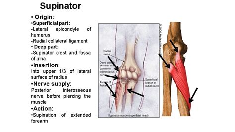 Forearm Deep Fascia Of Forearm Antebrachial Fascia It