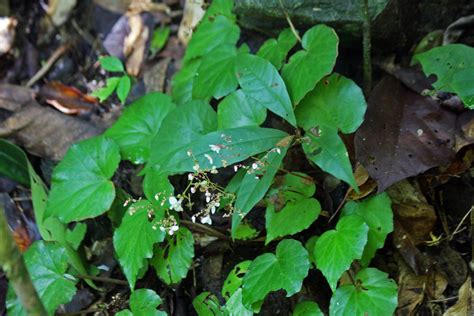 Begonia Mindorensis Begoniaceae Begonia Mindorensis Begoniaceae