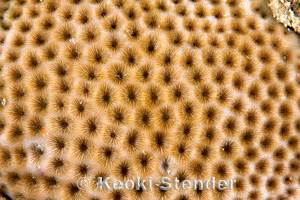 Massive Starlet Coral Siderastrea Siderea