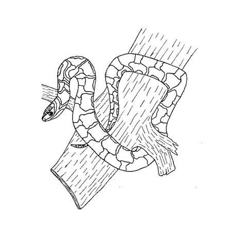 Coloriage Serpent Python A Imprimer Gratuit Coloriage Serpent Coloriage Coloriage Animaux Coloriage Serpent Python A Imprimer Gratuit Coloriage Serpent Coloriage Coloriage Animaux
