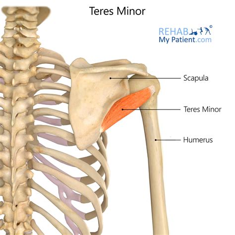 Teres Minor Rehab My Patient