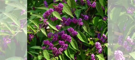 Красивоплодник купить в Апшеронске | Товары для дома и дачи | Авито