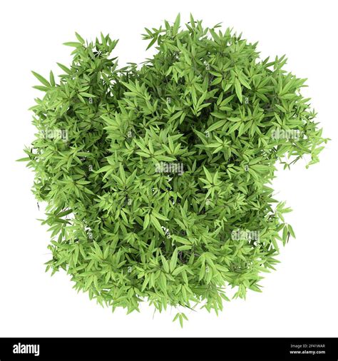 Mango Tree Isolated On White Background Top View 3d Illustration
