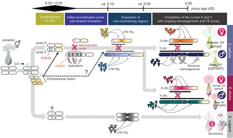 Rapid And Dynamic Evolution Of A Giant Y Chromosome In Silene Latifolia