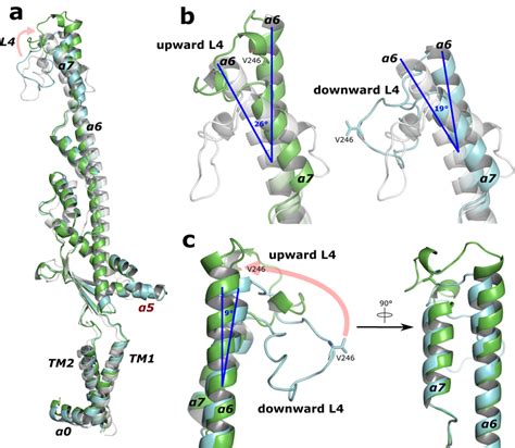 Dynamics Of The L4 Loop In Wzze A Structural Alignment Of Adjacent Wzze