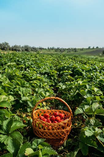 딸기 밭에서 과일을 따기 딸기 농장에서 수확 신선한 딸기로 가득 찬 딸기 바구니 농장에서 열매를 따기 여자 딸기 작물 수확 0명에 대한 스톡 사진 및 기타 이미지 Istock