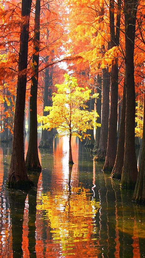 가을 숲 나무 빨간색과 노란색 단풍 1080x1920 Iphone 8766s Plus 배경 화면 그림 이미지