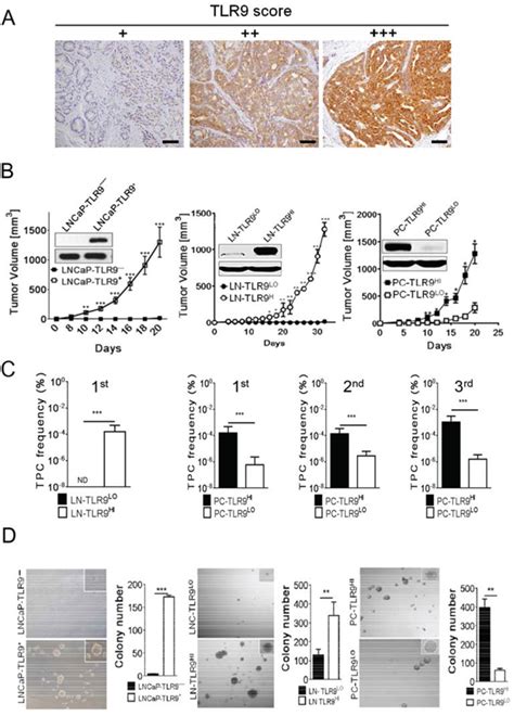 tlr9 signaling through nf κb rela and stat3 promotes tumor propagating