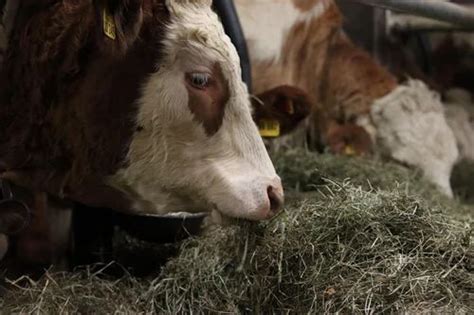 Cattle Feed Testing Services In Thane Id 2856569955591