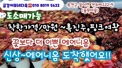 금강이모네다육 에어니옴 신상도착 착한가격품종 있어요 핑크여왕 흑진주~만원💕밀키금 백옥금 경성백금등 Youtube