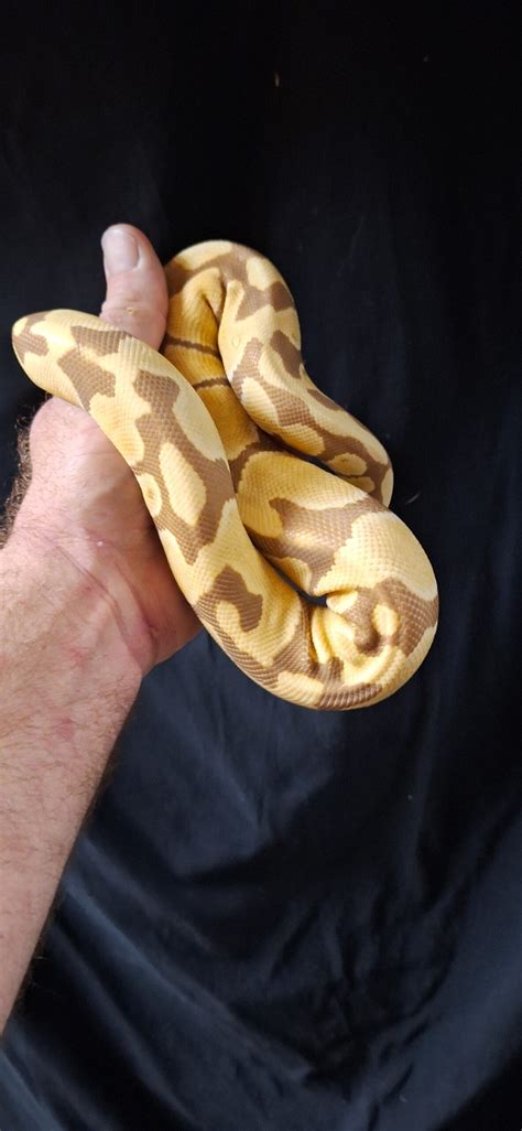 Sub Adult Male Candy Ball Python Reptile Mart