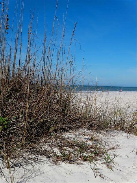 Salt Marsh Grass Florida Gulf Coast Salt Marsh Gulf Coast Florida Beach Retreat Places Ive