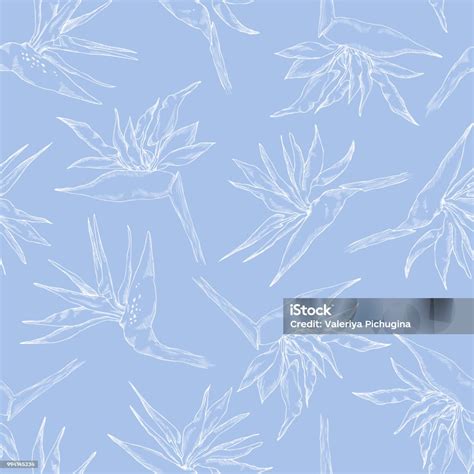 선형 Strelitzia 컬렉션의 완벽 한 패턴입니다 벡터 낙원 새의 이국적인 꽃입니다 스타일을 스케치 합니다 피복 포스터 포장 디자인 웹 디자인에 대 한 템플릿 열 대