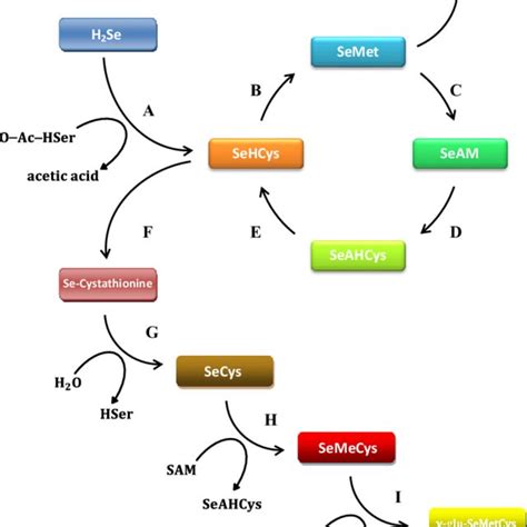 Pdf Accumulation And Metabolism Of Selenium By Yeast Cell