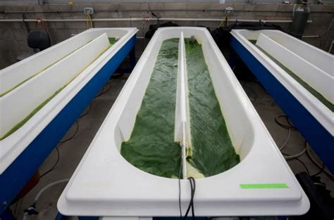Scientists Have Figured Out Way To Make Algae Based Plastic That Completely Decomposes