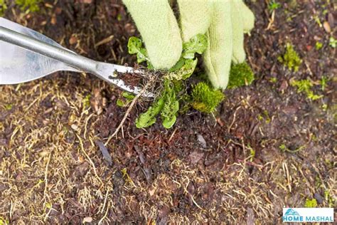 6 Best Tools For Removing Weeds In 2025