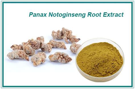 Top Quality Notoginseng Root Extract Manufacturers Suppliers Factory
