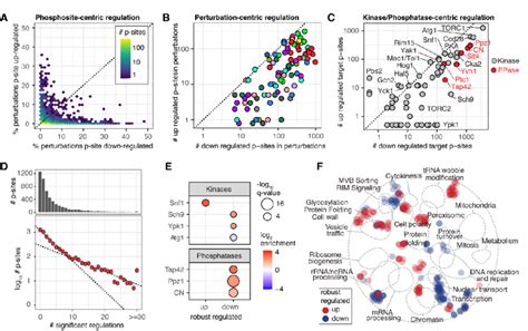 Shared Phosphorylation Stress Response Program A Percentage Of