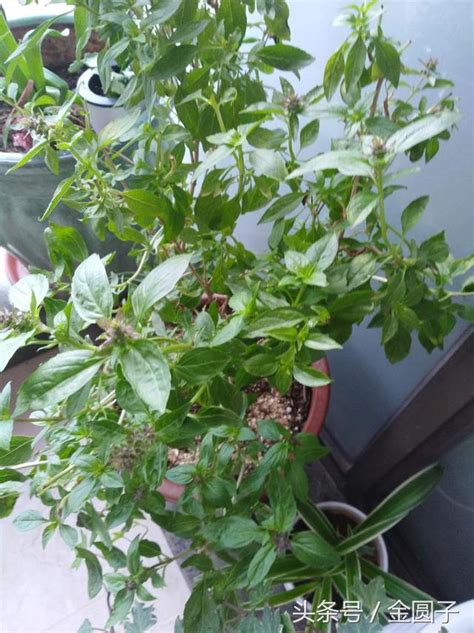 嘿 好吃到發癲的九層塔魚七爺的金不換 每日頭條