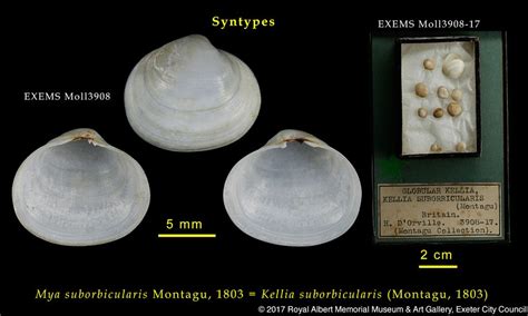 Kellia Suborbicularis Montagu 1803 Conquiliologistas Do Brasil