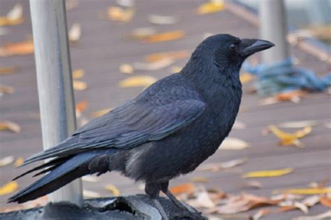 Crows Attacking People