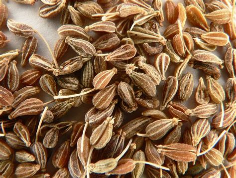 Anise Wikipedia