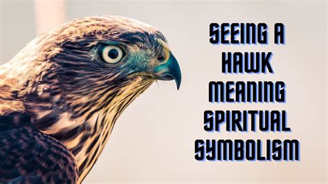Seeing A Hawk Meaning Spiritual Symbolism