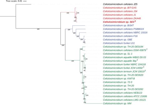 Whole Genome Based Phylogenetic Tree Of All Sequenced Download