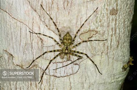 Tree Spider SuperStock