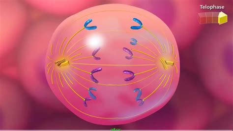 Cell Cycle And Mitosis Mcgraw Hill Biology Animation Video Youtube