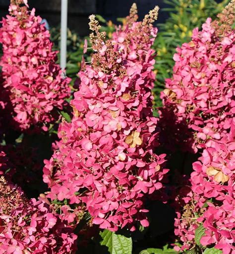 Гортензия Пинки Винки по лучшей цене в Москве - купить саженцы ...