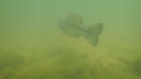 24 Largemouth Bass Underwater Stock Videos Footage And 4k Video Clips
