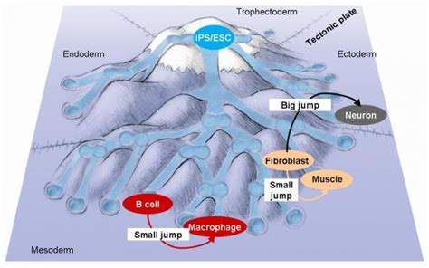 Cell Replacement Therapies Ips Technology Or Transdifferentiation Eurostemcell