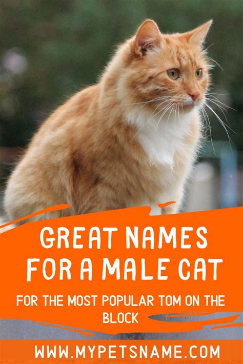Good Cat Names For Male Cats