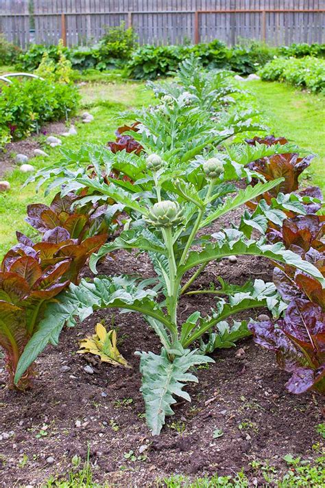 Globe Artichoke Plant Perennial