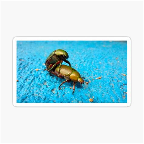 Sex Sticker Sticker For Sale By JD Redbubble