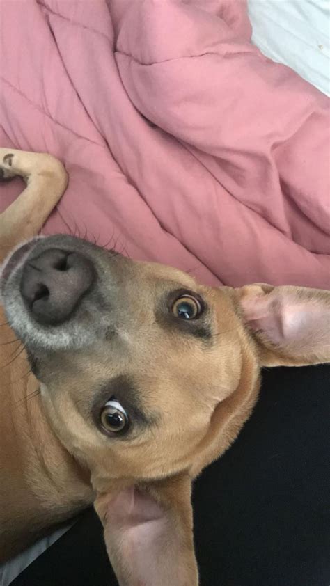 Two Good Looking Mutt Pups Rmutt