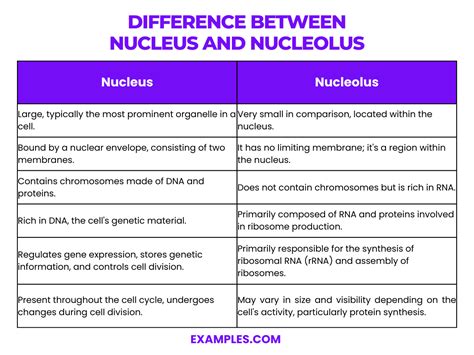 Nucleolus Function Difference Between Nucleus Nucleolus Nucleolus