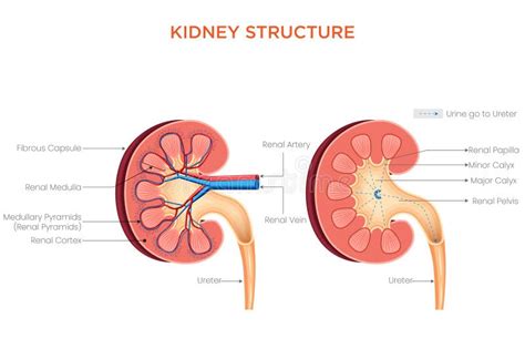 Renal Pyramid Vs Renal Medulla